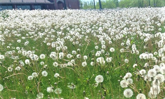 Integrated Pest Management - Planted Earth Landscaping