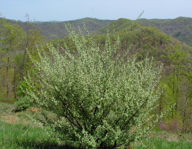 Invasive Species in our Landscape - Planted Earth Landscaping