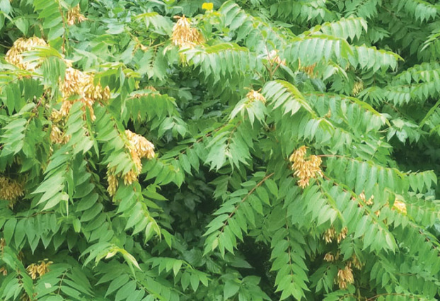 Invasive Species in our Landscape - Planted Earth Landscaping