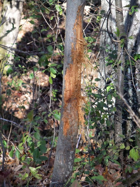 White-tailed Deer Overabundance - Planted Earth Landscaping