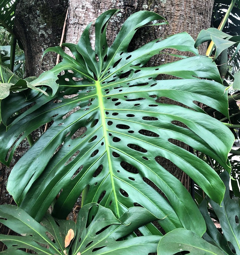 Plant Spotlight: Making Sense of our Swiss Cheese plants (Monstera ...
