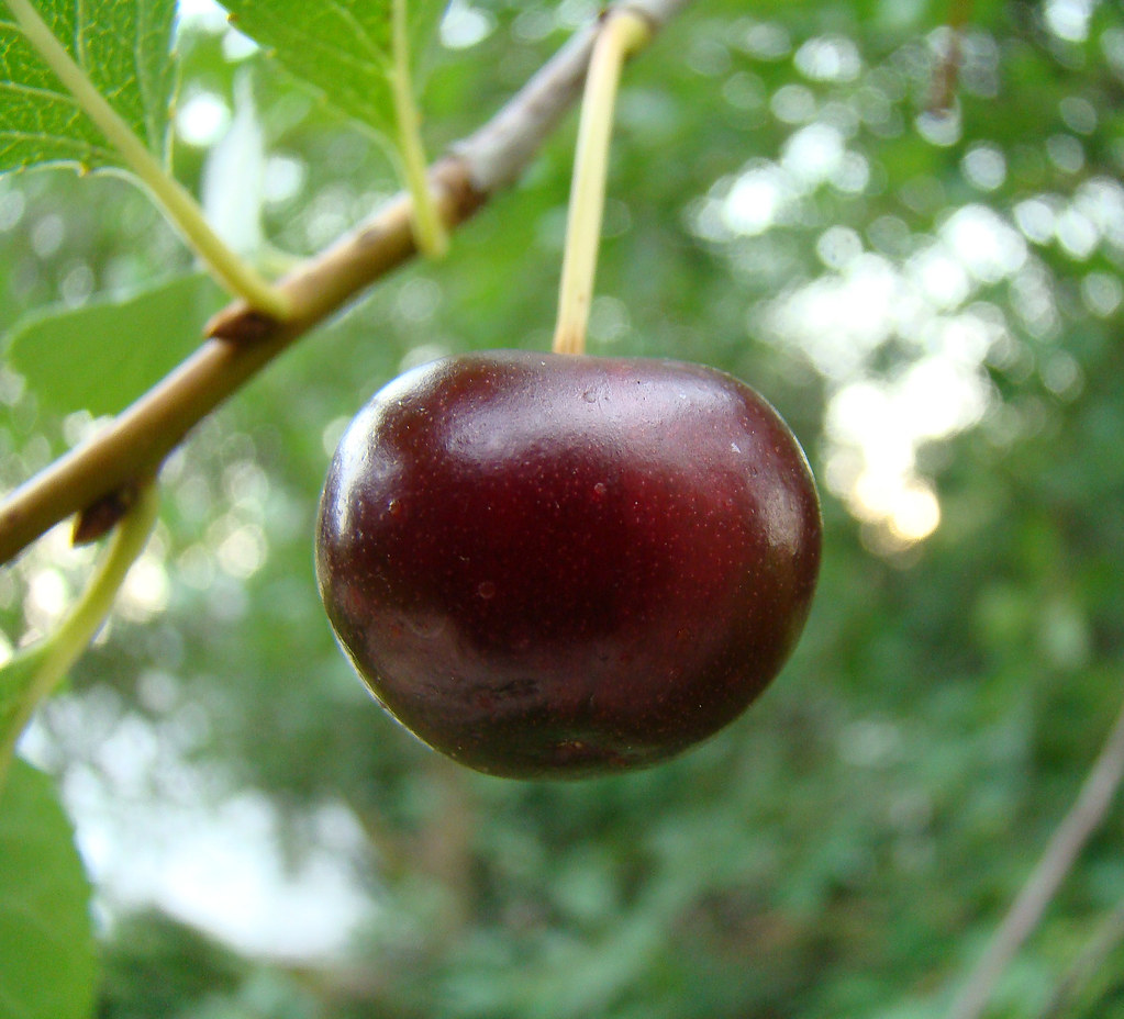 Fruit Trees for Zone 7 - Planted Earth Landscaping