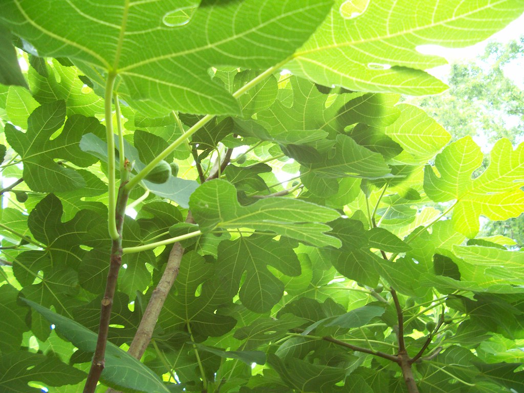 Fruit Trees for Zone 7 - Planted Earth Landscaping