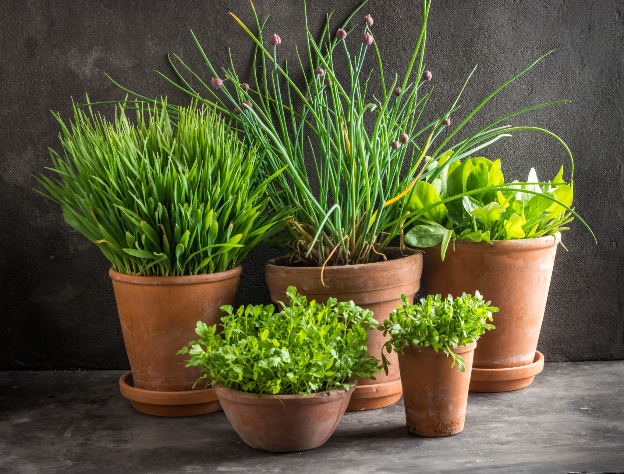 2023 Color of the Year: Terra Cotta - Planted Earth Landscaping