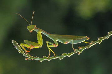 Introduction to Integrated Pest Management (IPM) - Planted Earth ...